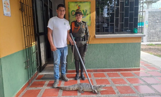 Protección ambiental en acción: Policía rescata babilla en Montería ...