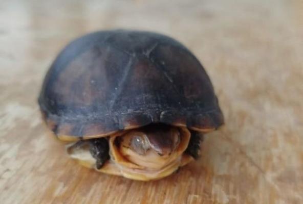 La Policía Nacional protege fauna silvestre en operativo | Policía ...