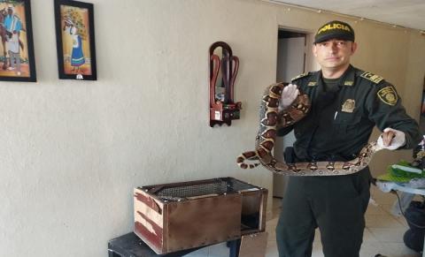 Recuperamos una Boa constrictor en La Comuna 16 Belén | Policía ...